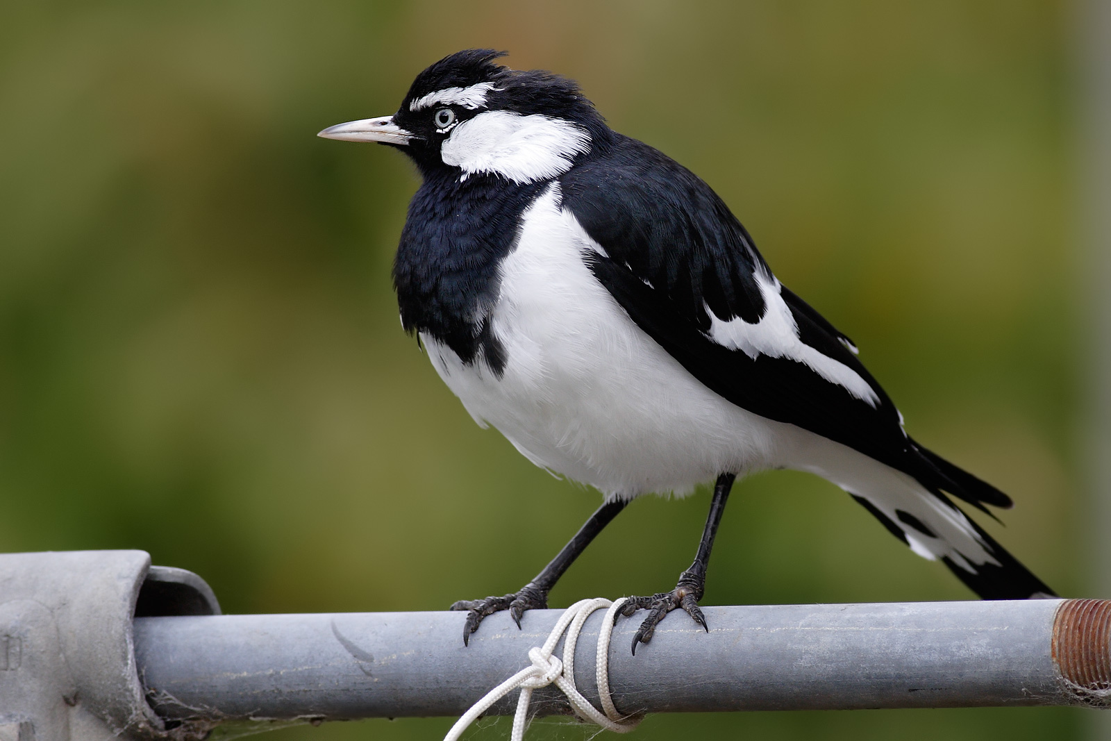 Magpie Monday | Robert E. Stutts